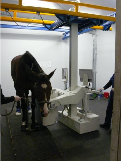 Bone Scanning (Scintigraphy) - Ballarat Veterinary Practice