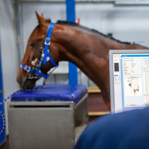 Equine Imaging - Ballarat Veterinary Practice
