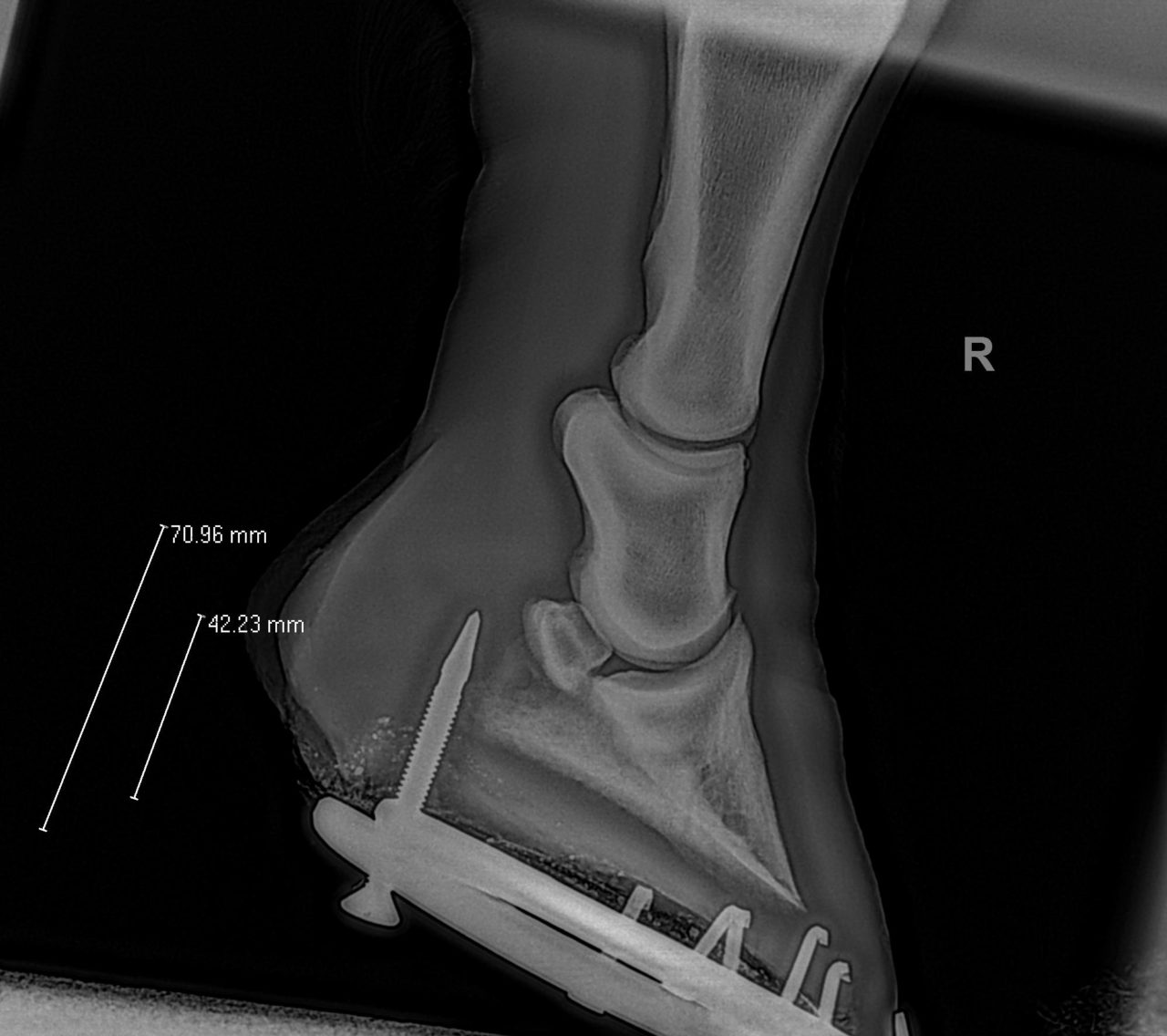 Equine Podiatry - Ballarat Veterinary Practice