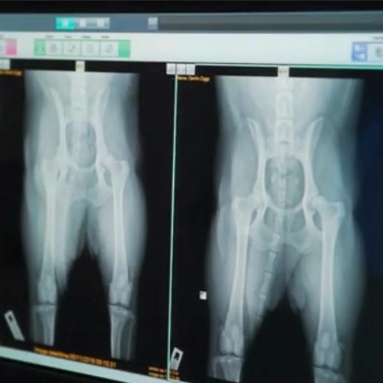 Diagnostic Imaging - Ballarat Veterinary Practice