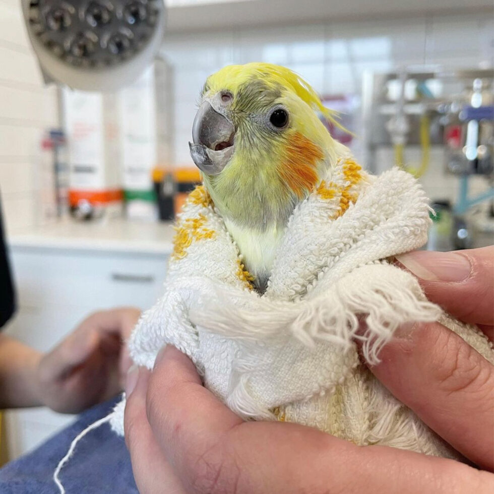 Avian and Exotic Animal Medicine - Ballarat Veterinary Practice