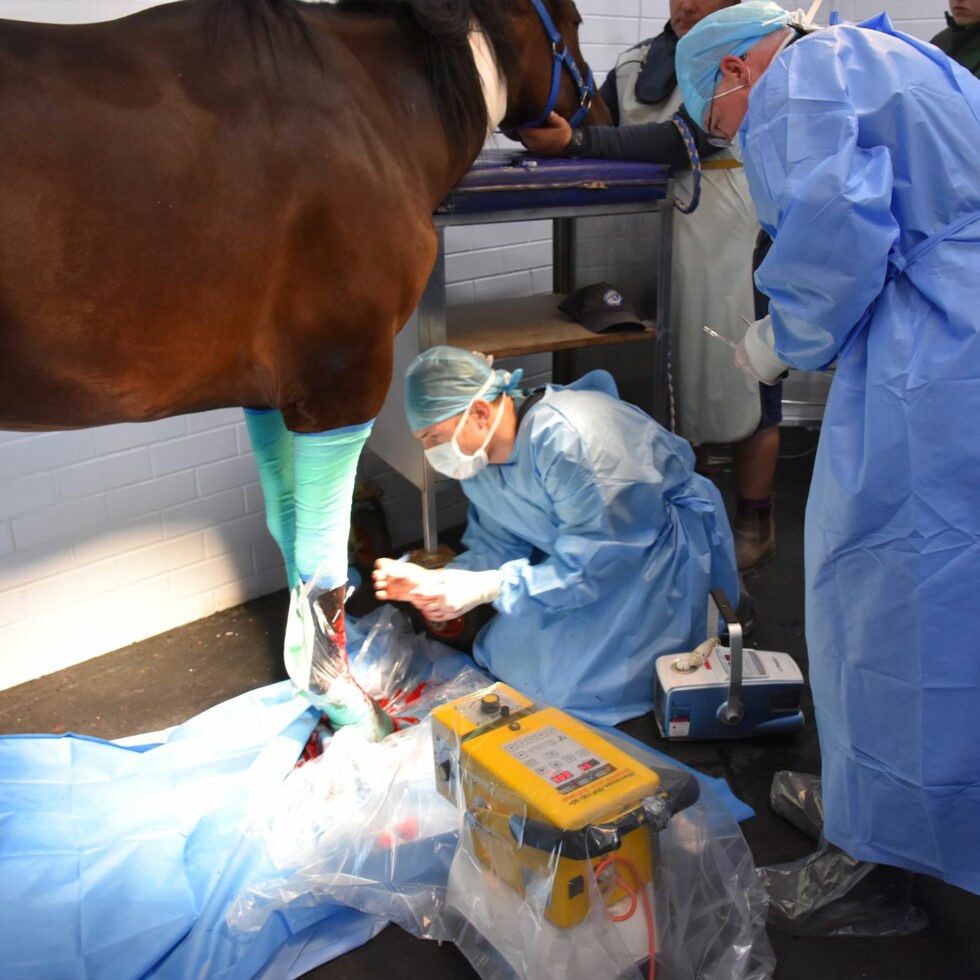 Equine Surgery - Ballarat Veterinary Practice