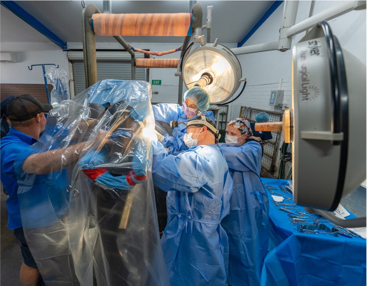 Equine Surgery - Ballarat Veterinary Practice